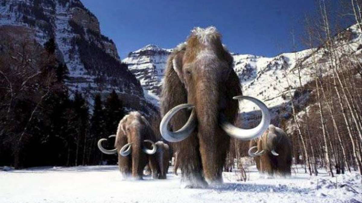 Woolly mammoths suffered genetic 'meltdown' before extinction: Study