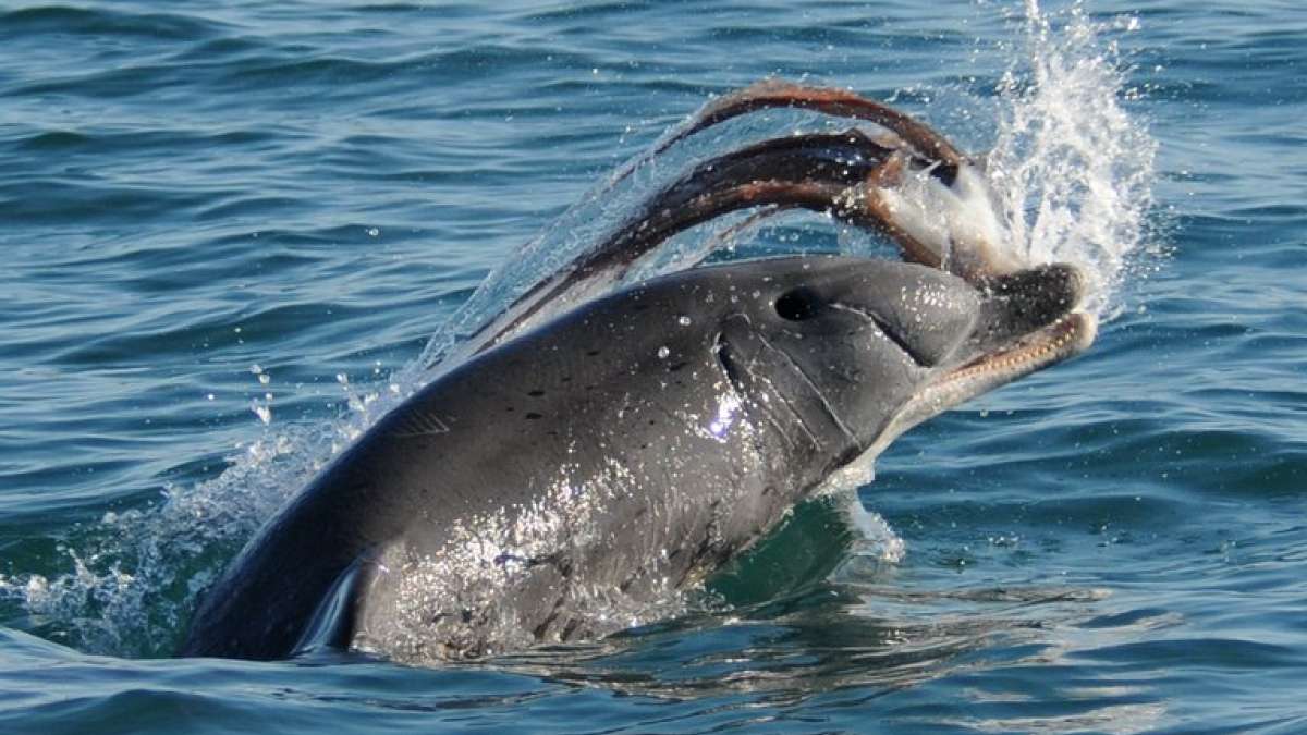 Watch Video: Octopus chokes dolphin to death, find Australian researchers