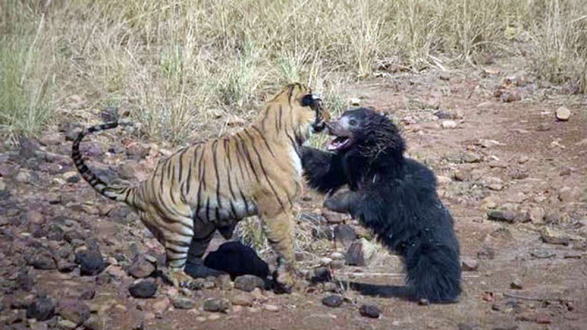 Video: Bear protects cub from Tiger attack in Maharashtra